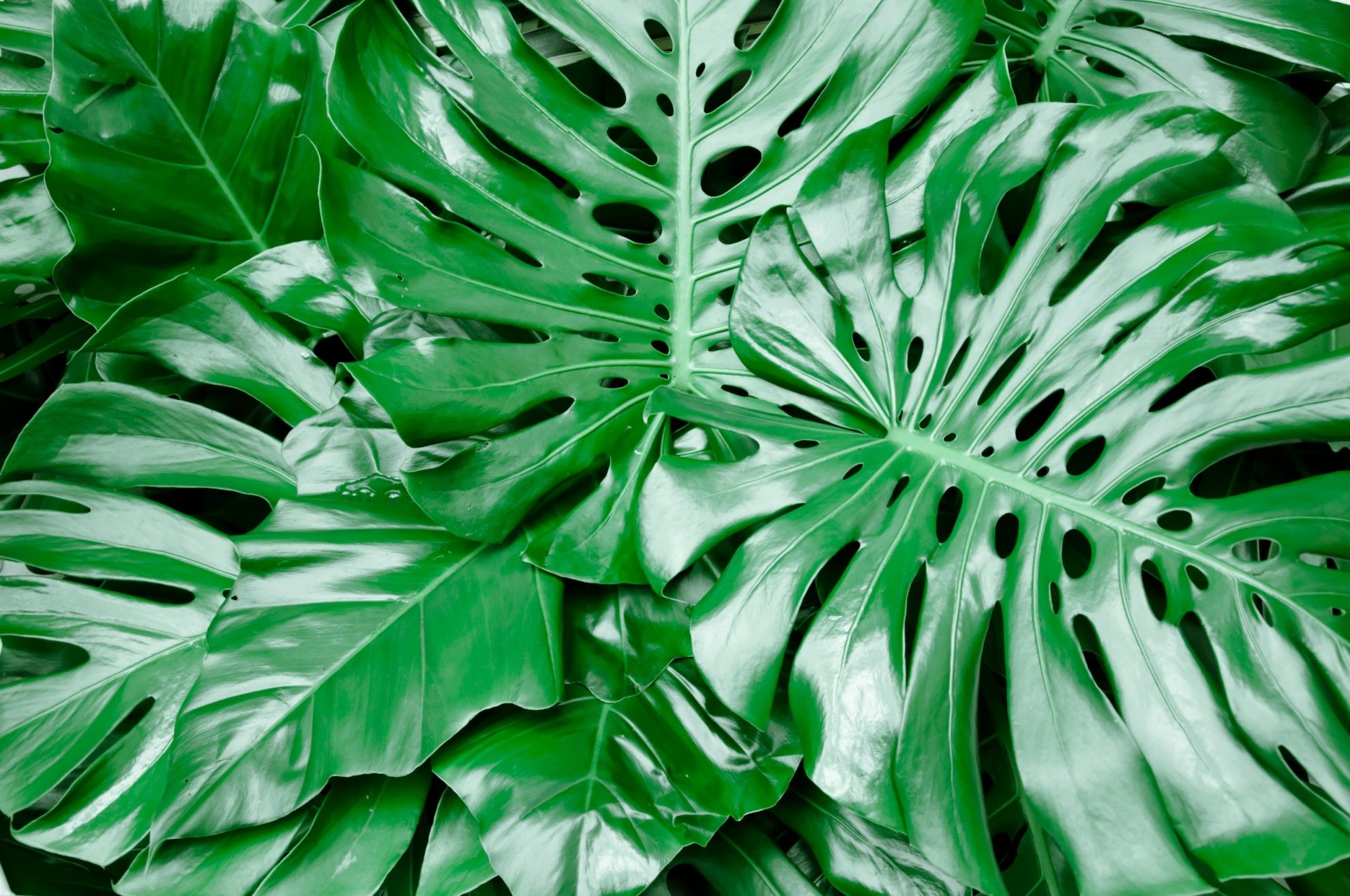Monstera and Air Conditioning: Finding the Comfort Zone in Plantation ...